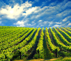 God’s Vineyard – Isaiah 5 | Steve's Bible Meditations
