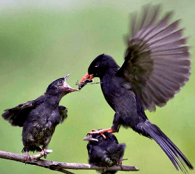 God’s Favorite Child – Ephesians 1:5-7 | Steve's Bible Meditations